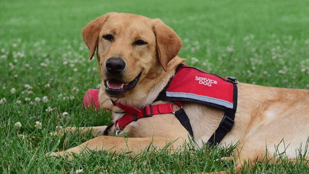 Service And Therapy Dog Programs Moore K9 Services